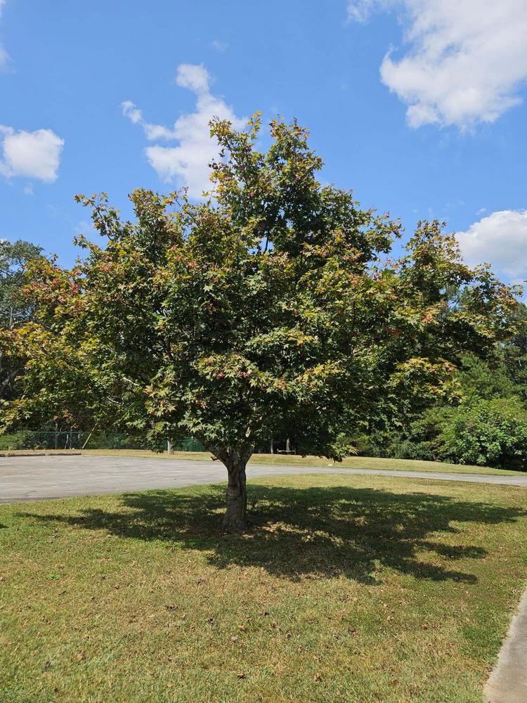 Photo of the entire plant of Formosa Sweetgum (Liquidambar formosana ...