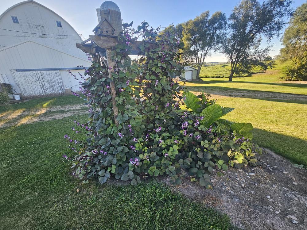 Grumpy 2024 in the Sandbox forum - Garden.org