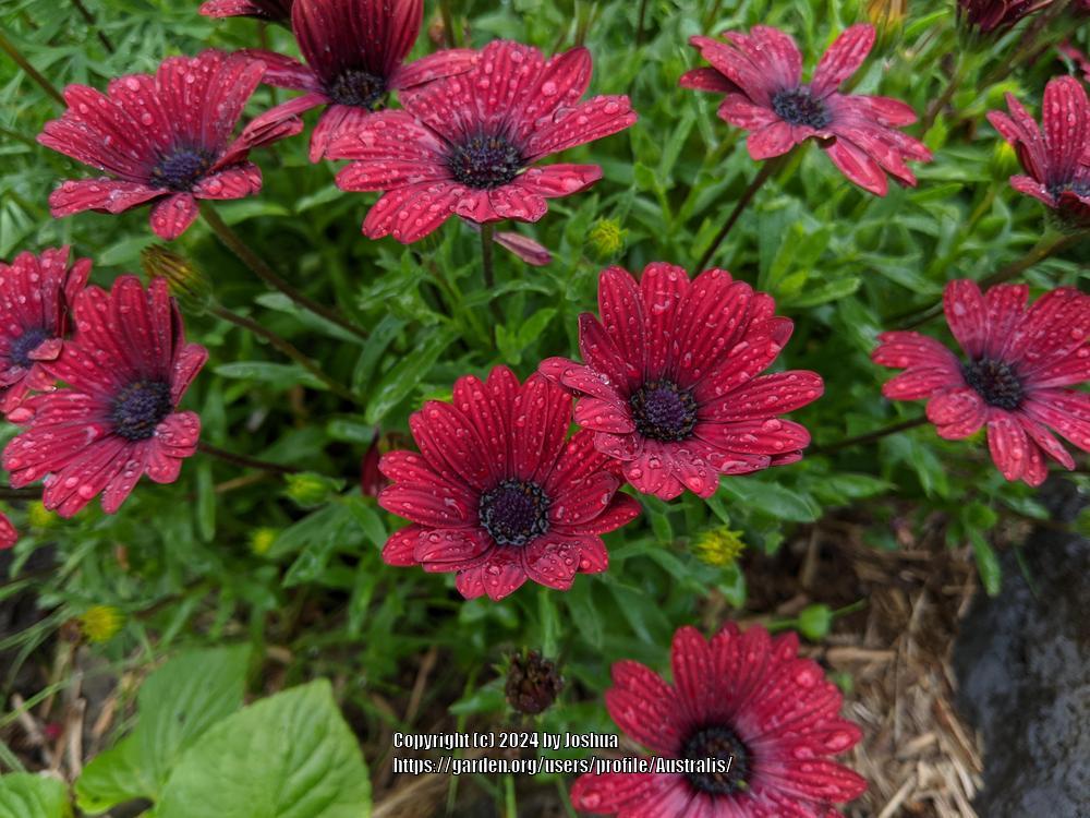 Photo of the bloom of African Daisy (Osteospermum ecklonis Zion™ Red ...