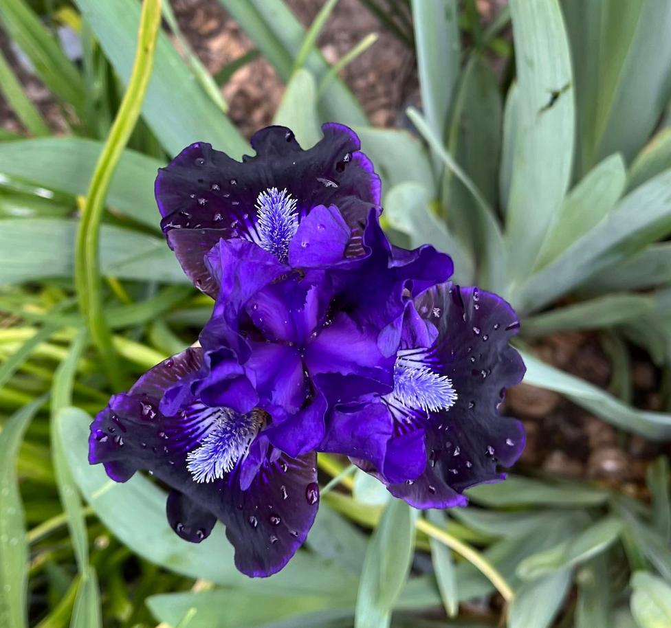 Photo of the bloom of Intermediate Bearded Iris (Iris 'Star in the ...