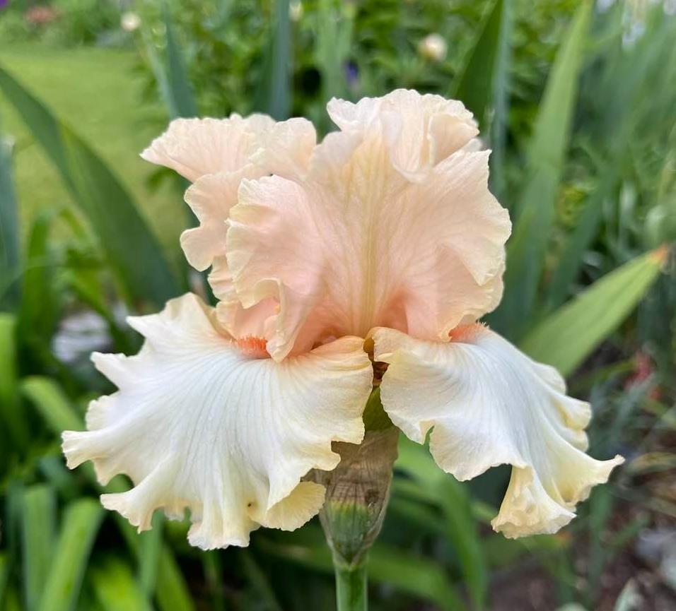 Photo of the bloom of Tall Bearded Iris (Iris 'Pretty Kitty') posted by ...