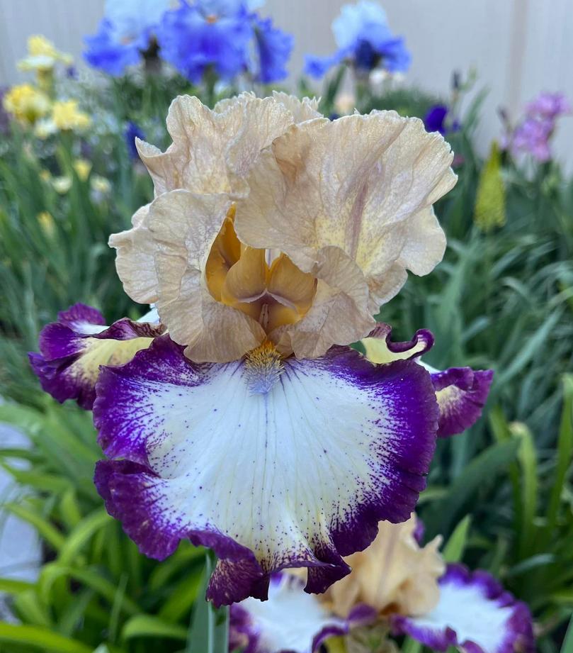 Photo of the bloom of Tall Bearded Iris (Iris 'Safe and Sound') posted ...