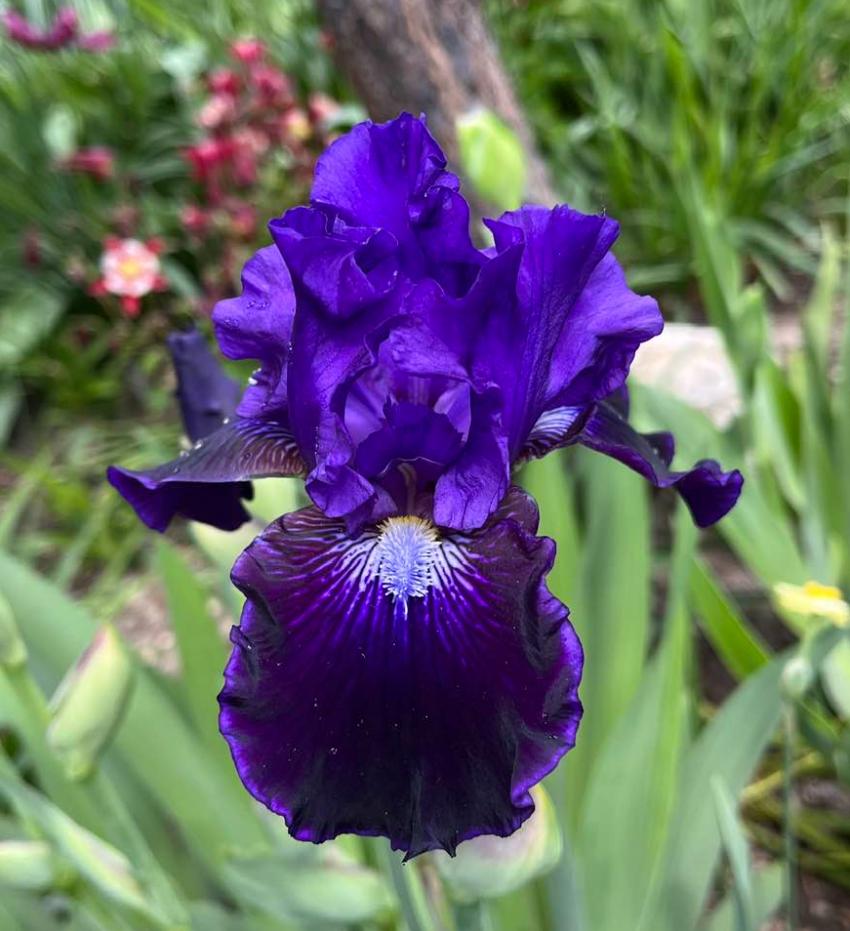 Photo of the bloom of Intermediate Bearded Iris (Iris 'Star in the ...