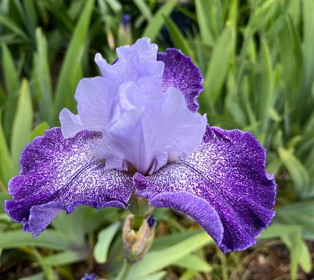 Photo of the bloom of Tall Bearded Iris (Iris 'Splashacata') posted by MaryDurtschi - Garden.org
