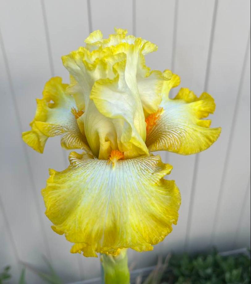 Photo of the bloom of Tall Bearded Iris (Iris 'Zesting Lemons') posted by MaryDurtschi - Garden.org