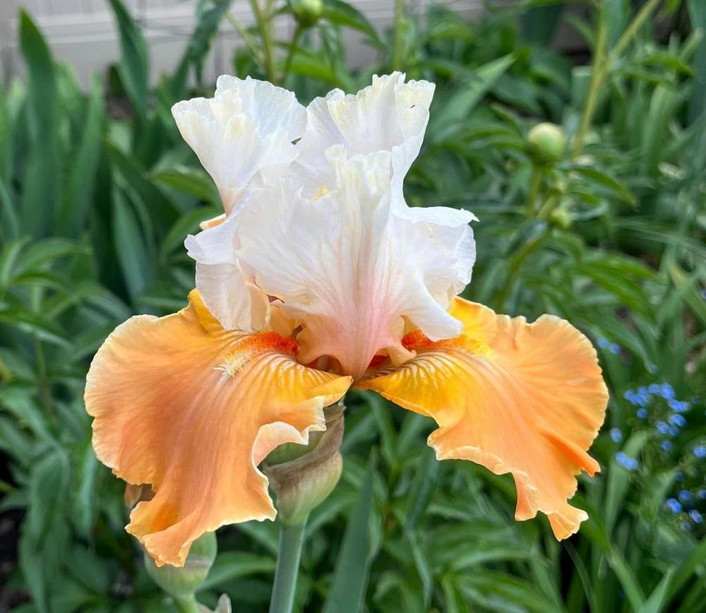 Photo of the bloom of Tall Bearded Iris (Iris 'Trans-Orange') posted by ...