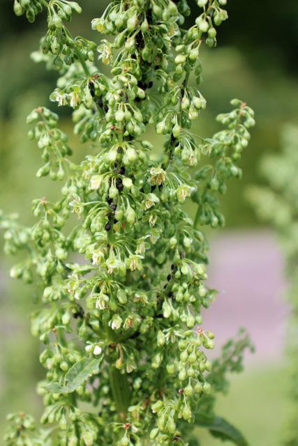 Patience Dock (Rumex patientia) - Garden.org