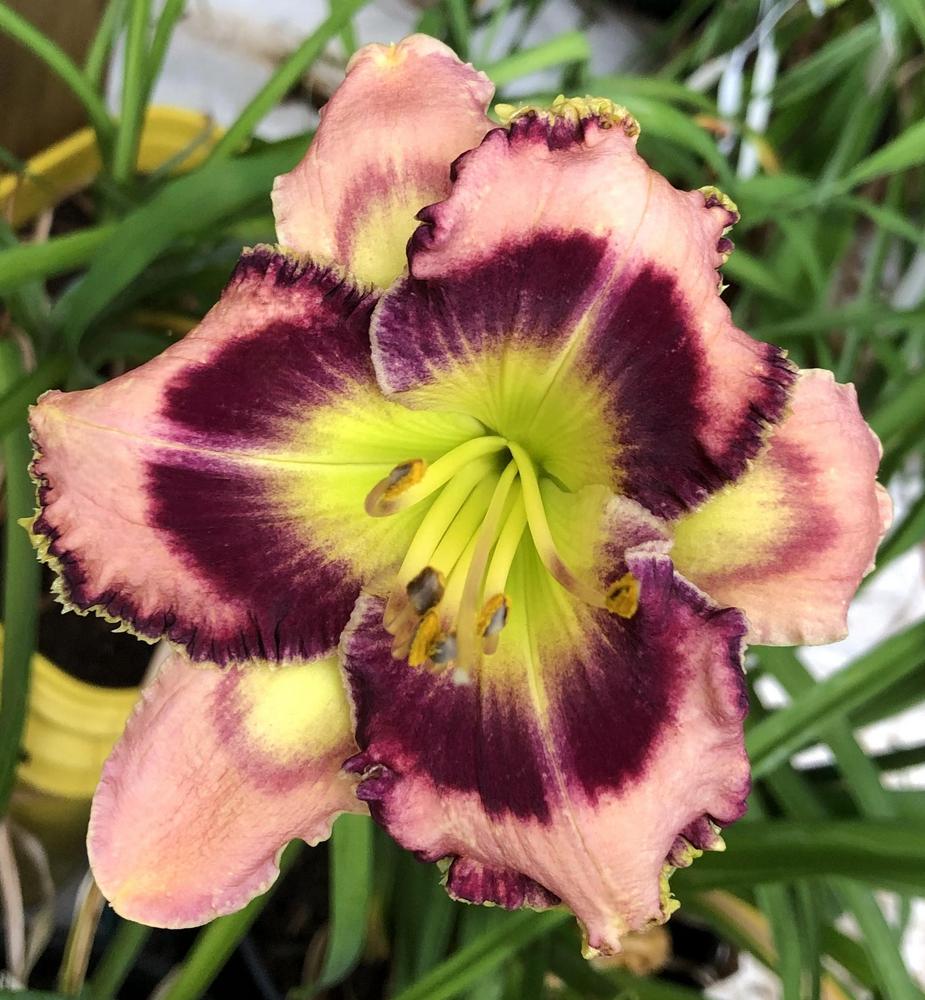 Photo of the bloom of Daylily (Hemerocallis 'Silent Echo') posted by Sscape - Garden.org