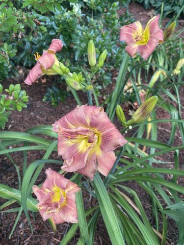 Daylily of the Day: Coffee Frenzy in the Plants of the Day forum ...