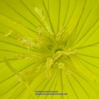 Photo of the bloom of Evening Primrose (Oenothera Lemon Drop®) posted ...
