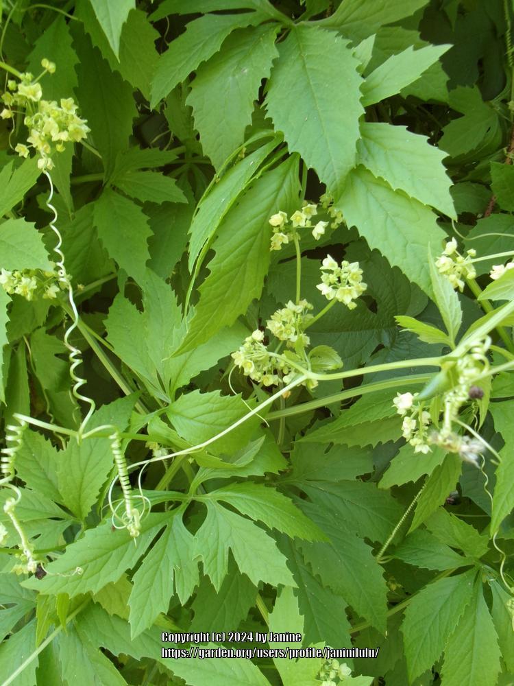 Photo of the bloom of Achocha (Cyclanthera pedata) posted by janinilulu ...