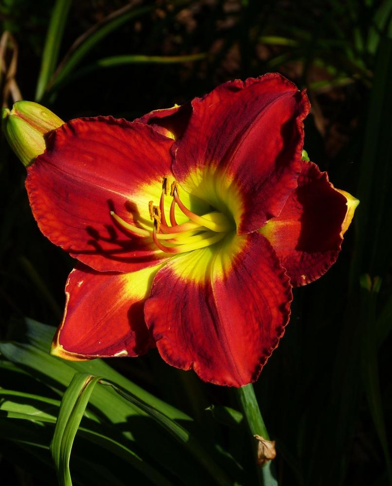 Photo of the bloom of Daylily (Hemerocallis 'Passion for Red') posted ...