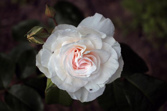 Rose (Rosa 'Maria Mathilda') in the Roses Database - Garden.org