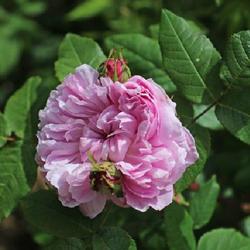 Rose (Rosa 'Marchesa Boccella') in the Roses Database - Garden.org