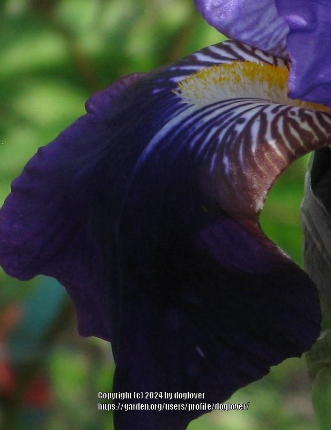 Photo of the closeup of buds, sepals and receptacles of Intermediate Bearded Iris (Iris 'Eleanor ...