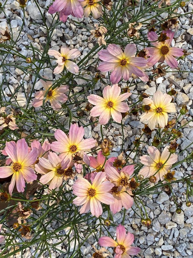 Photo of the bloom of Tickseed (Coreopsis 'Shades of Rose') posted by ...