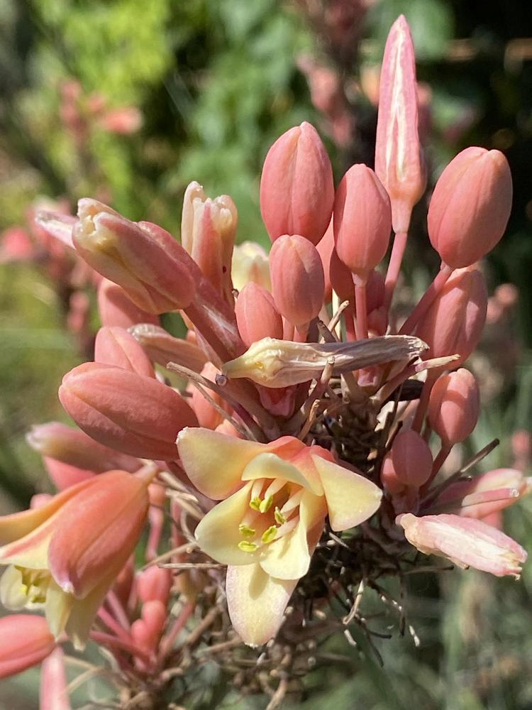 Photo of the bloom of Red Yucca (Hesperaloe parviflora 'Coral Glow ...