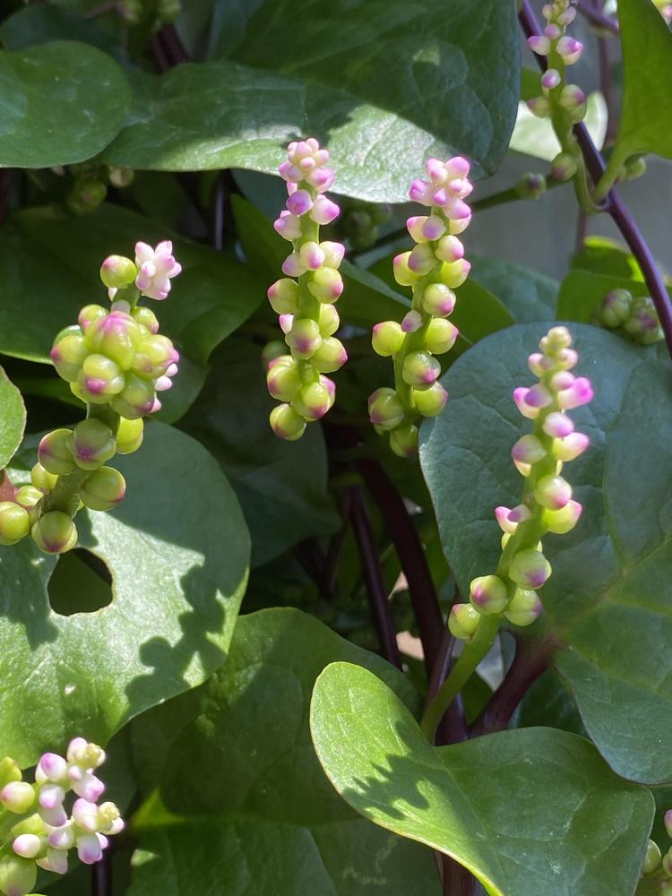 Photo of the fruit of Malabar Spinach (Basella alba 'Rubra') posted by ...