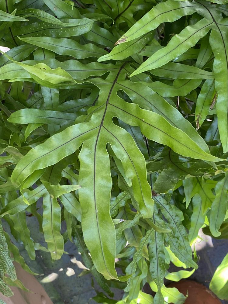 Photo of the leaves of Kangaroo Paw Fern (Lecanopteris pustulata subsp ...