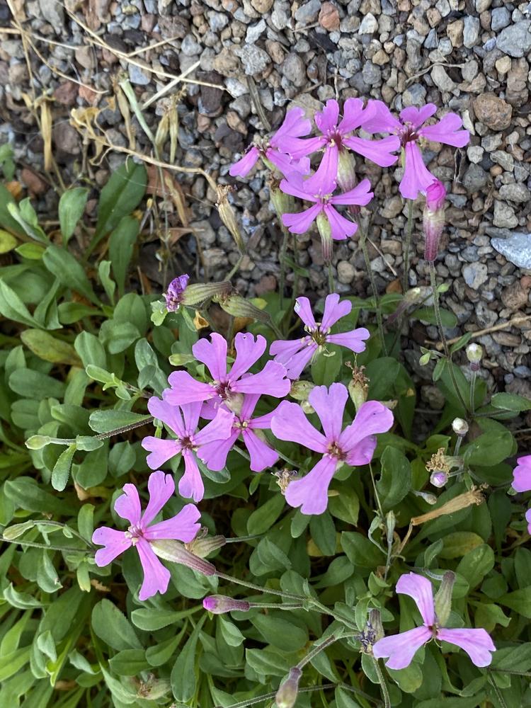 Photo of the bloom of Catchfly (Silene schafta) posted by SL_gardener ...