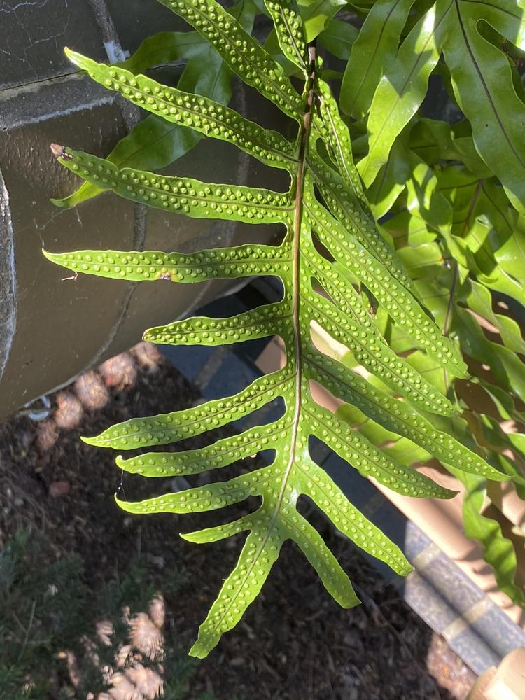 Photo of the leaves of Kangaroo Paw Fern (Lecanopteris pustulata subsp ...