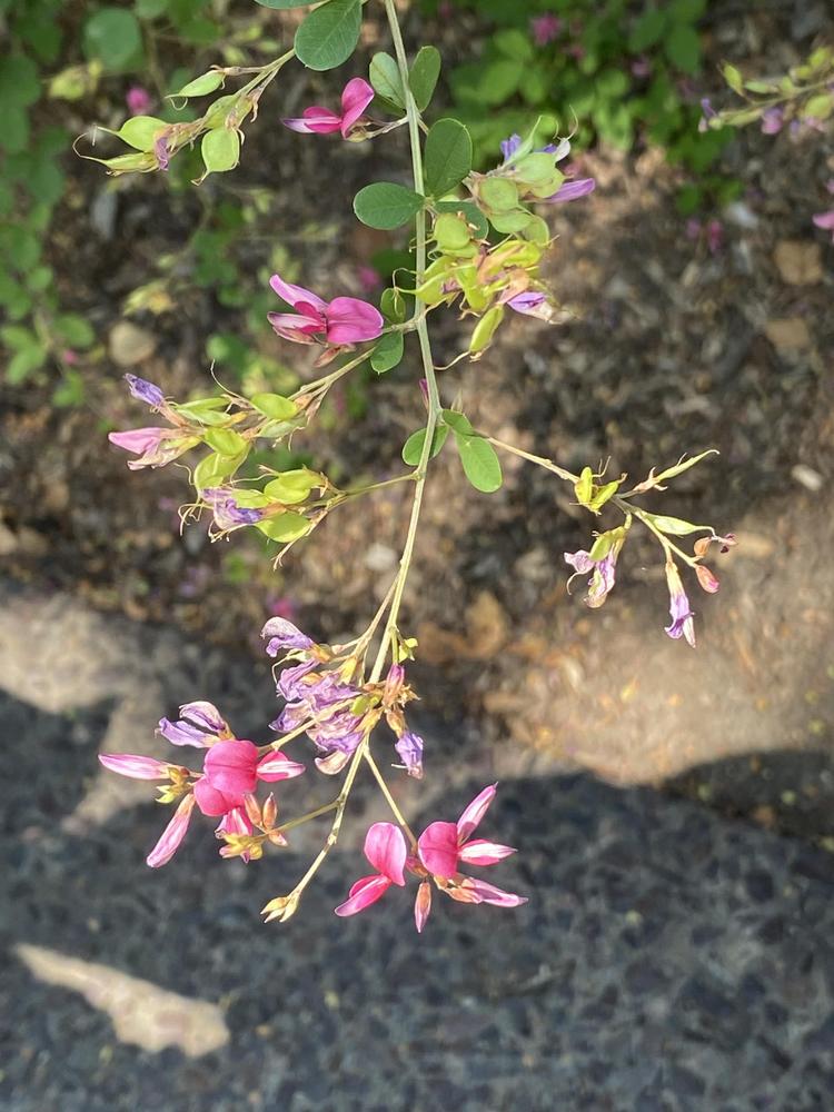 Photo of the bloom of Thunberg's Bushclover (Lespedeza thunbergii var ...