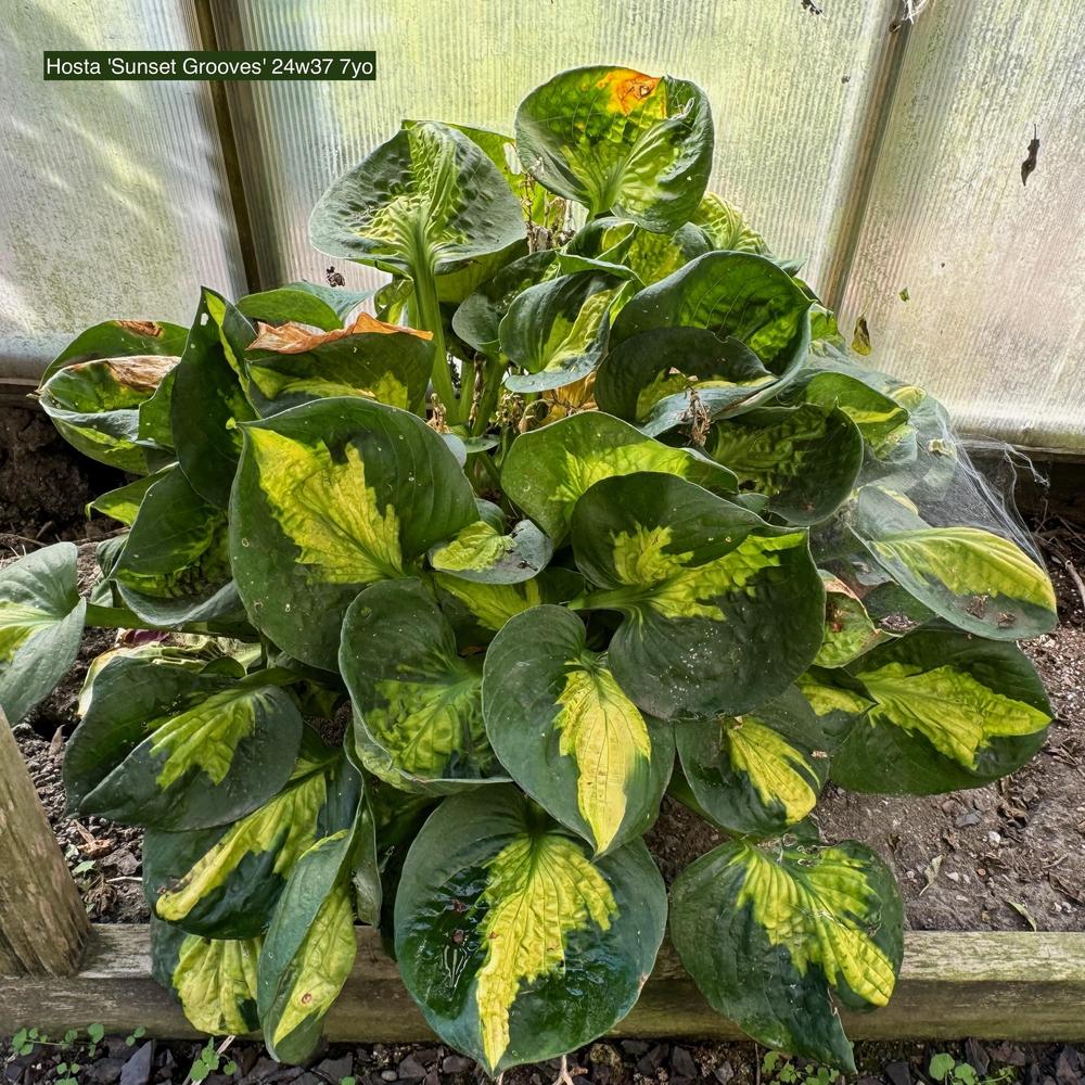 Photo of the entire plant of Hosta 'Sunset Grooves' posted by ...