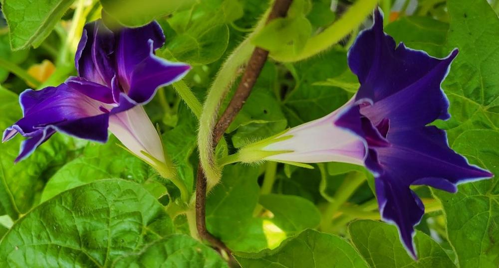 Photo of the bloom of Japanese Morning Glory (Ipomoea nil 'Double Blue ...