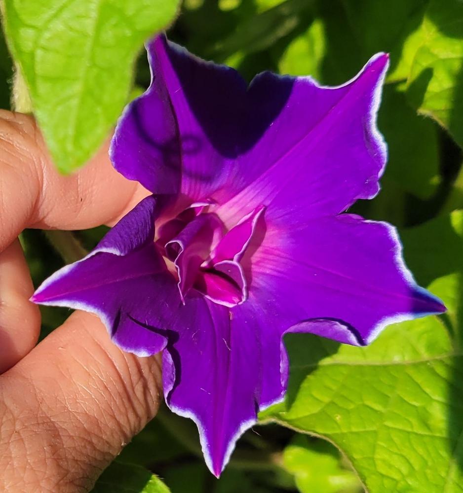 Photo of the bloom of Japanese Morning Glory (Ipomoea nil 'Double Blue ...