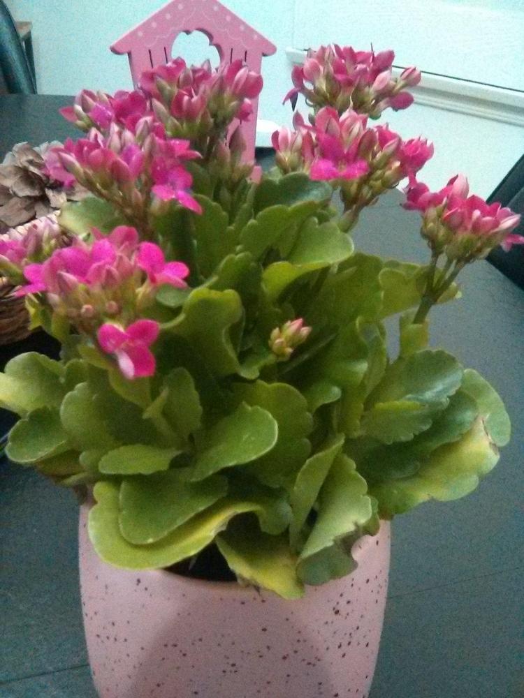 What is this? in the Plant ID forum - Garden.org