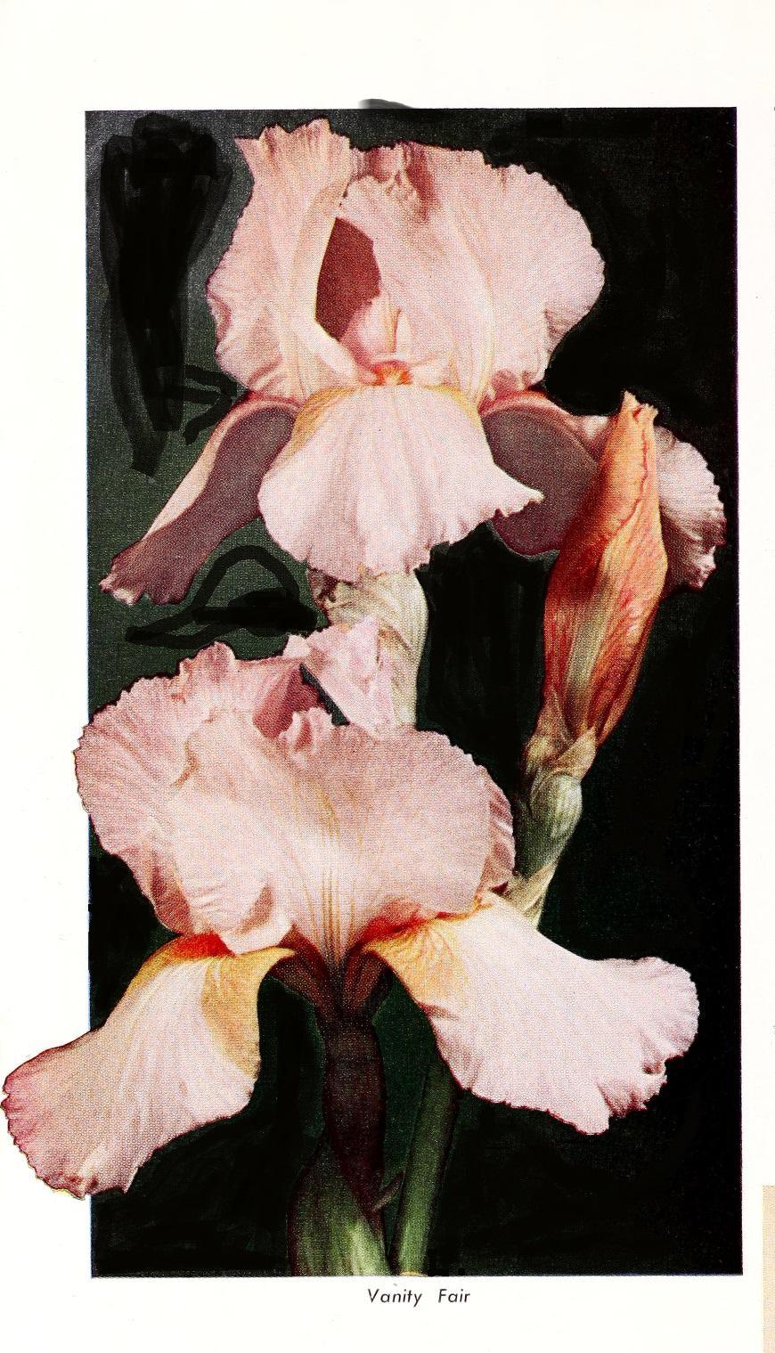Tall Bearded Iris (Iris 'Vanity Fair') in the Irises Database - Garden.org