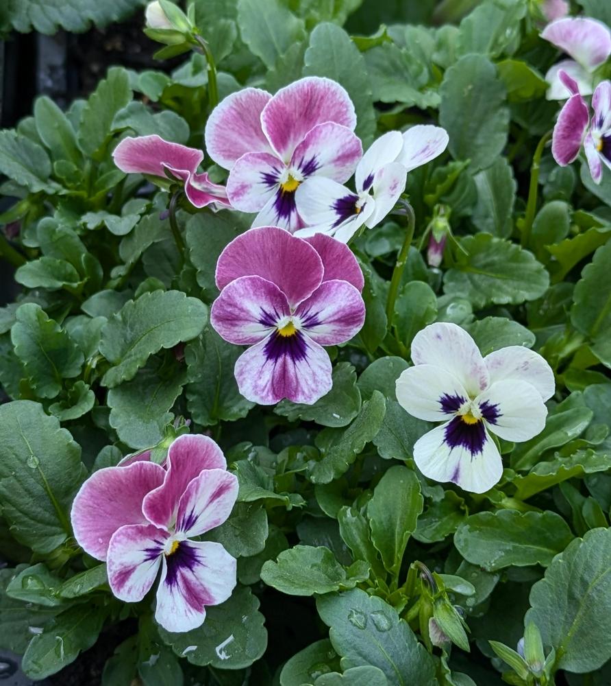 Photo of the entire plant of Violet (Viola cornuta Sorbet® XP Raspberry ...