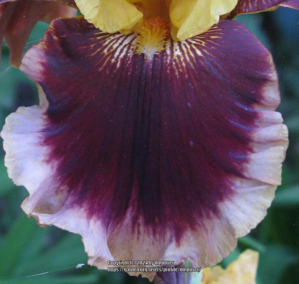 Photo of the closeup of buds, sepals and receptacles of Tall Bearded ...