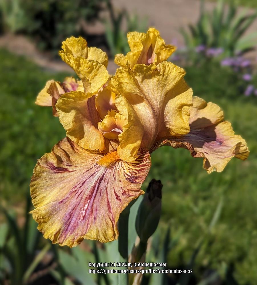 Tall Bearded Iris (Iris 'Sheer Panic') in the Irises Database - Garden.org