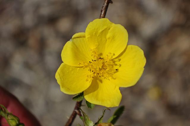 Rose (Rosa foetida) in the Roses Database - Garden.org