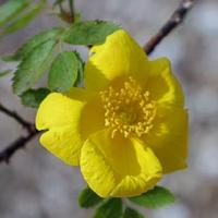 Photo of the bloom of Rose (Rosa foetida) posted by RuuddeBlock ...