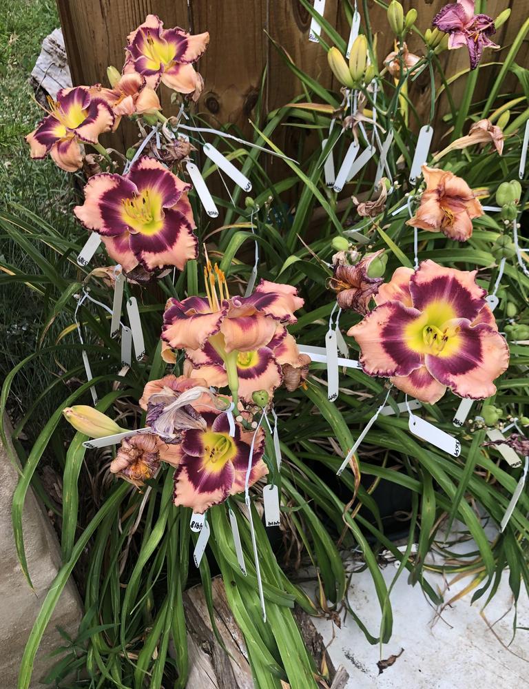 Photo of the entire plant of Daylily (Hemerocallis 'Rock Solid') posted by Sscape - Garden.org