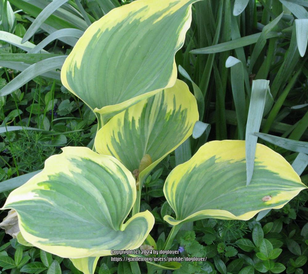 Photo of the leaves of Hosta 'Liberty' posted by doglover - Garden.org