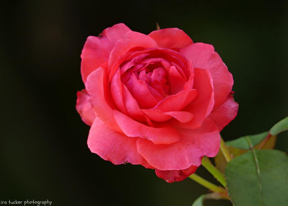 Rose (Rosa 'Tahitian Treasure') in the Roses Database - Garden.org