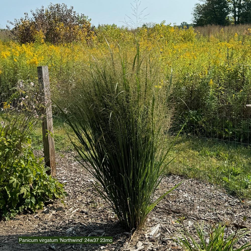 Photo of the seedling or young plant of Upright Switch Grass (Panicum ...