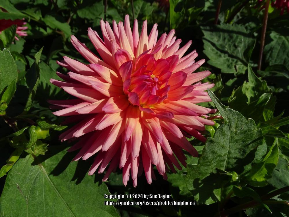 Dahlia 'Ryecroft Pixie' in the Dahlias Database - Garden.org