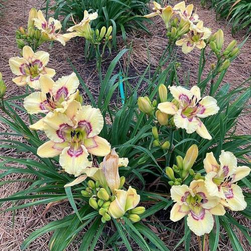 Daylily (Hemerocallis 'Canadian Pattern') in the Daylilies Database ...