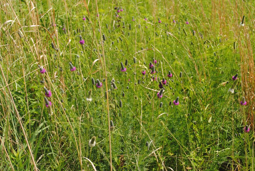 Photo of the habitat view of Purple Prairie Clover (Dalea purpurea ...