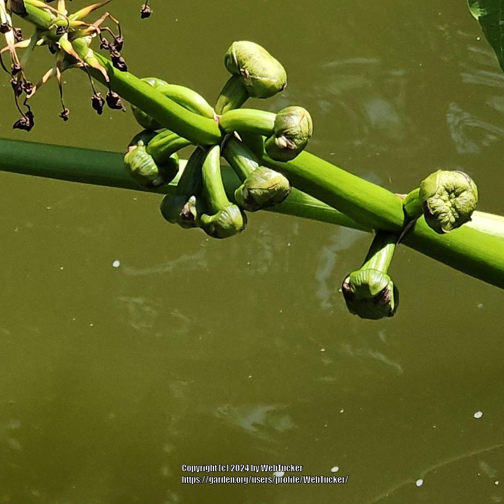 Aztec Arrowhead (Sagittaria montevidensis) - Garden.org