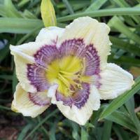 Photo of the bloom of Daylily (Hemerocallis 'Dime Store Magic') posted ...