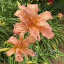 Daylily (Hemerocallis 'Double Pompon') in the Daylilies Database - Garden.org