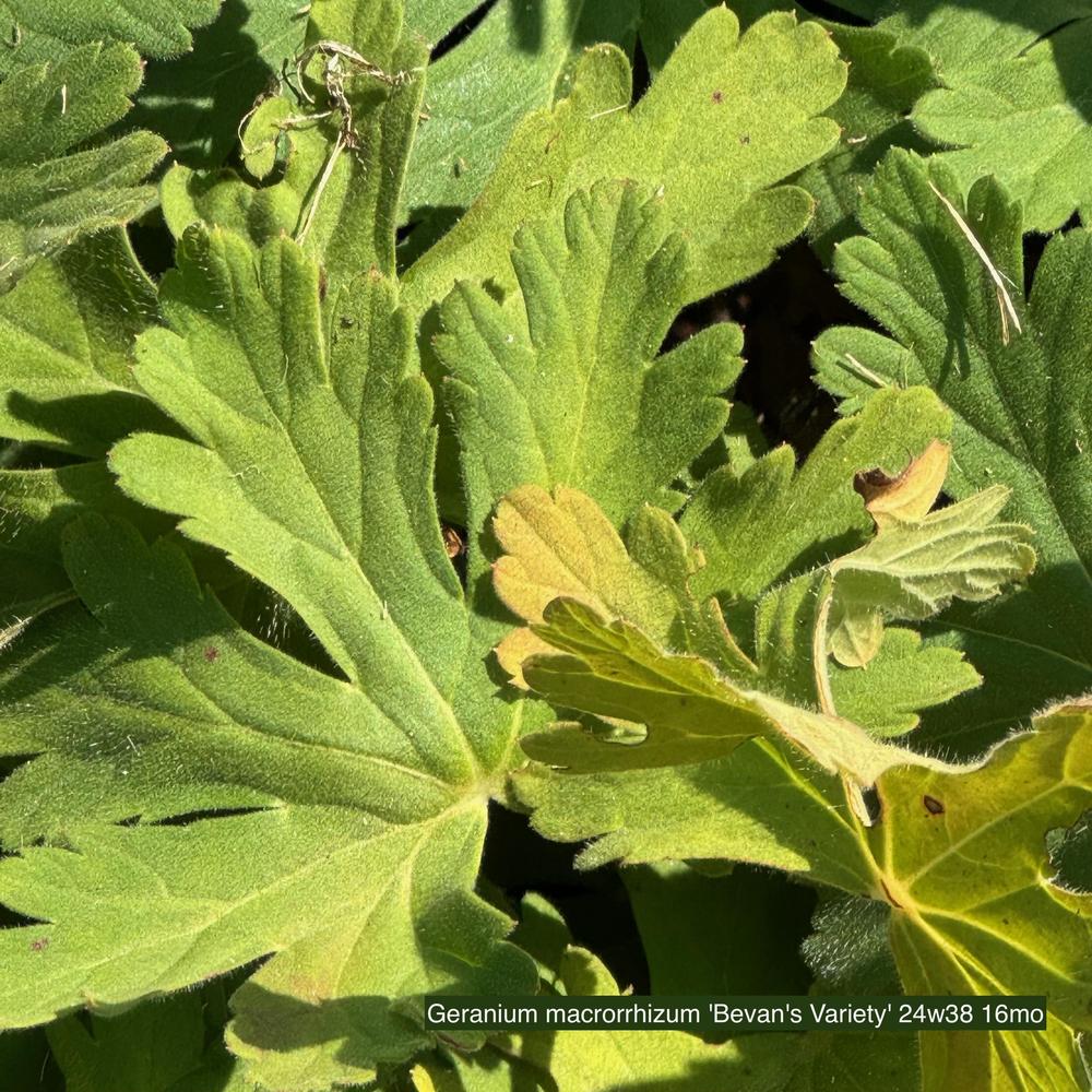 Photo of the leaves of Rock Crane's-bill (Geranium macrorrhizum 'Bevan ...