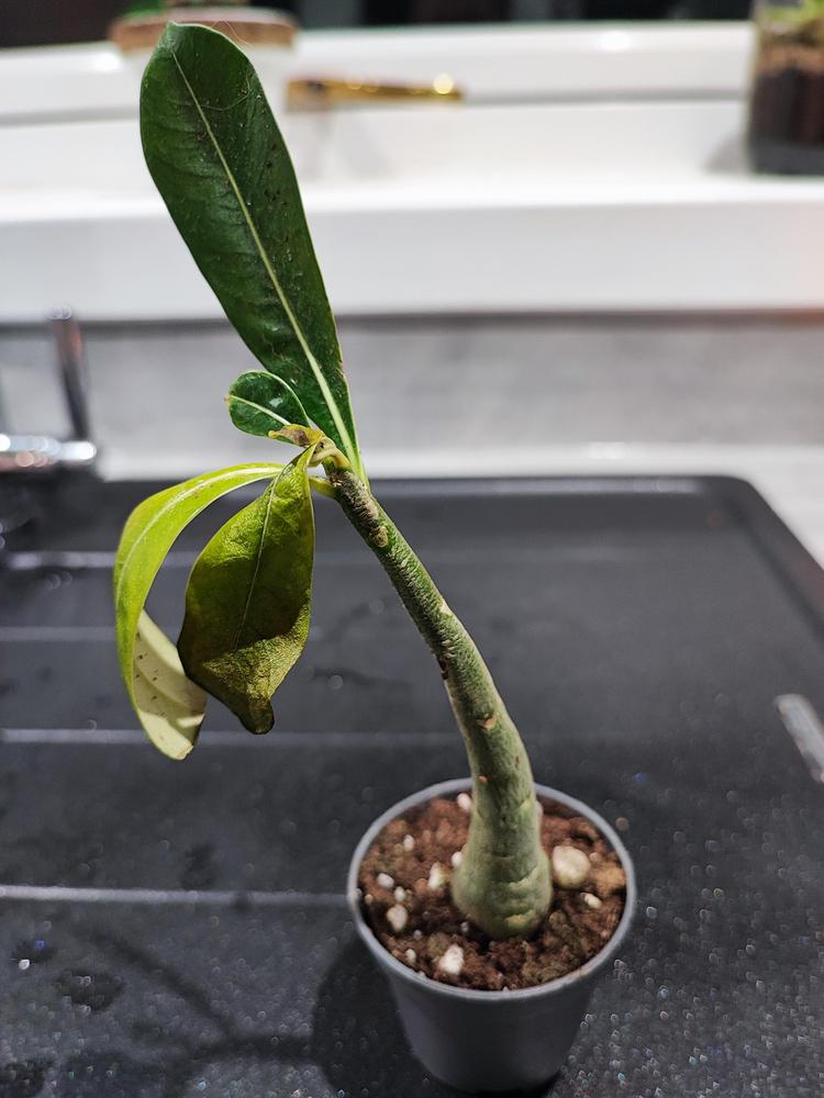 Adenium in the Adeniums forum - Garden.org