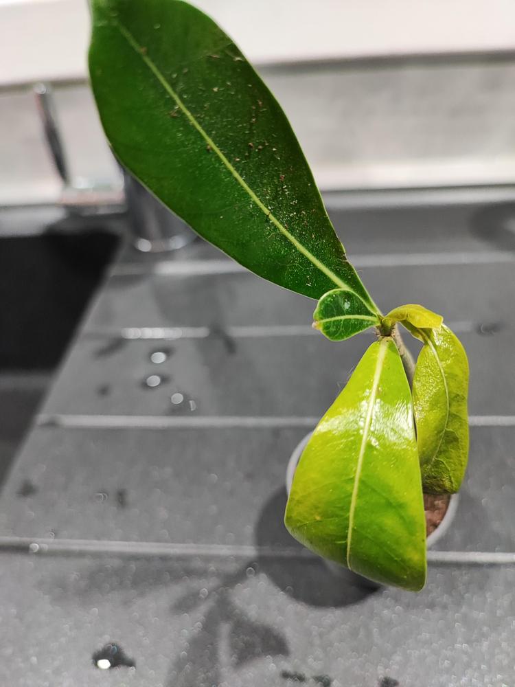 Adenium in the Adeniums forum - Garden.org