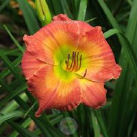 Photo of the bloom of Daylily (Hemerocallis 'Sunset Mesa') posted by ...